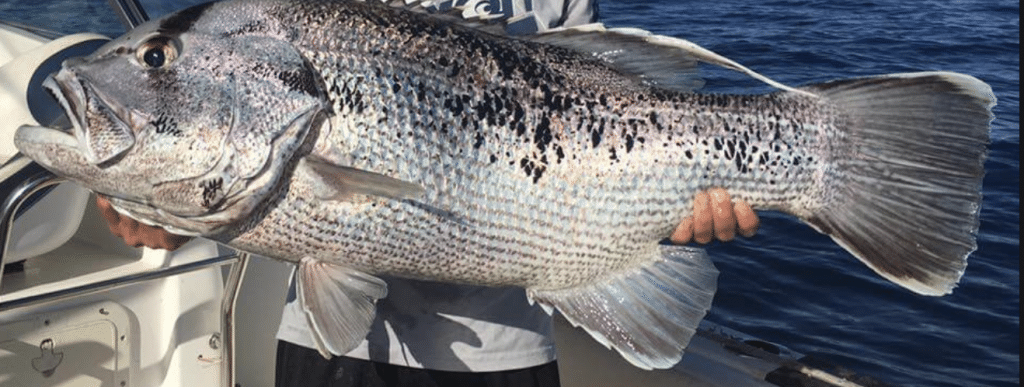 Western Australia's Most Popular Fish to Catch and How to Find Them