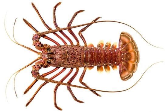 The Ultimate Guide to Catching Crayfish [Plus Tips]