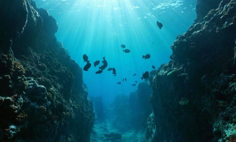 The World's Rarest Fish Species and Where to Find Them